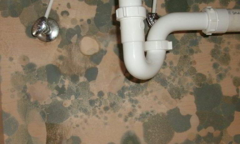 6 Types of Harmful Mold That May Be Lurking in Your Home - Bioterra ...